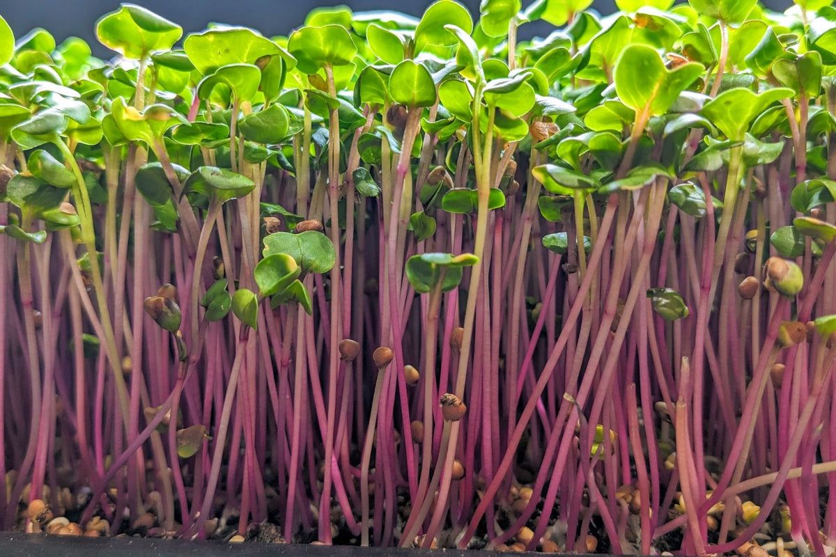 Nutritional Powerhouses: What Makes Microgreens so Healthy? – Interior ...