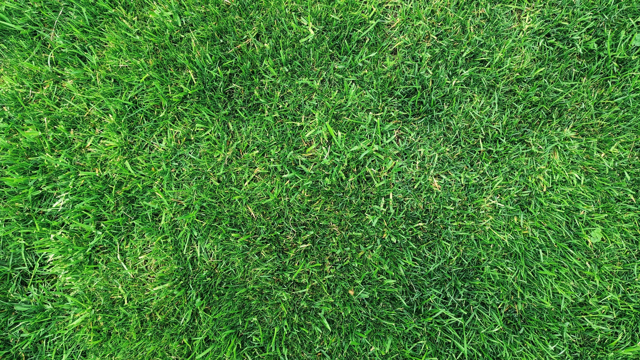 Lawn – Interior Seed & Fertilizer